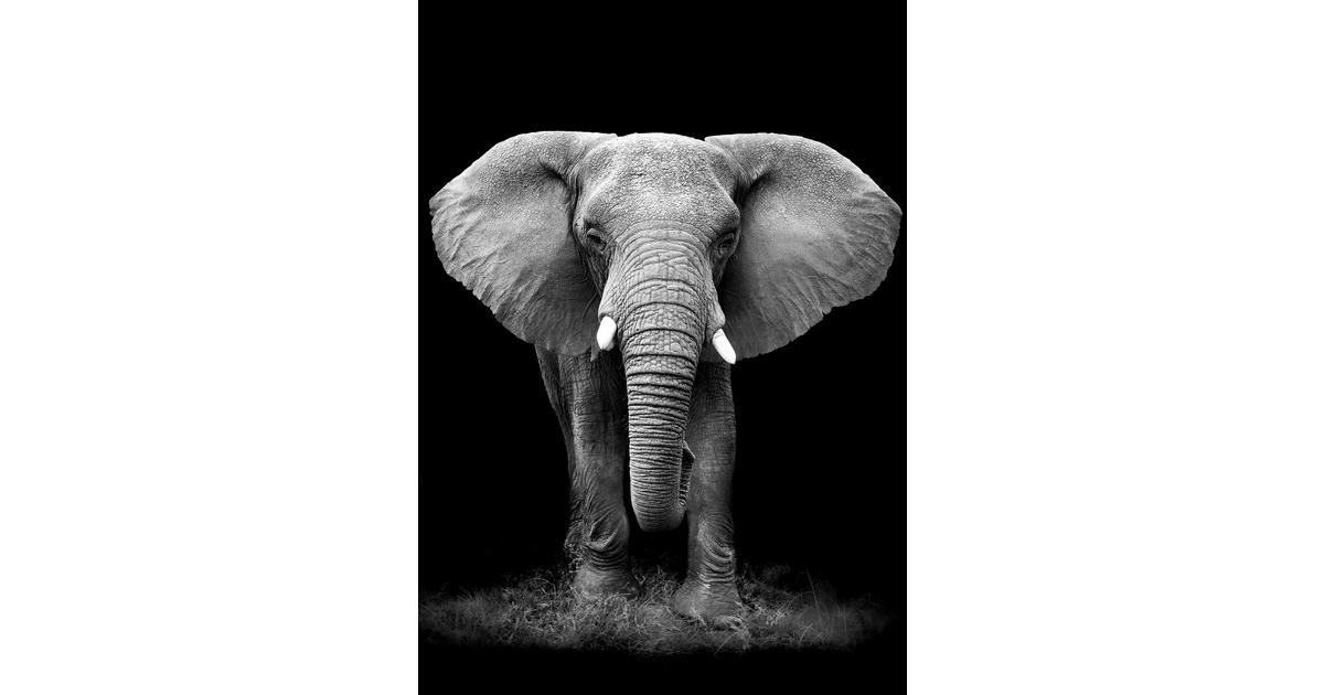 Tablou Dark Elephant cca. 60x90 cm comandă online moemax